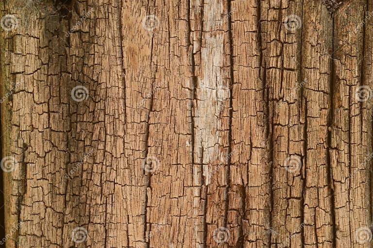 Texture or Background of Bark of the Trunk Light Colored Trees and Has ...
