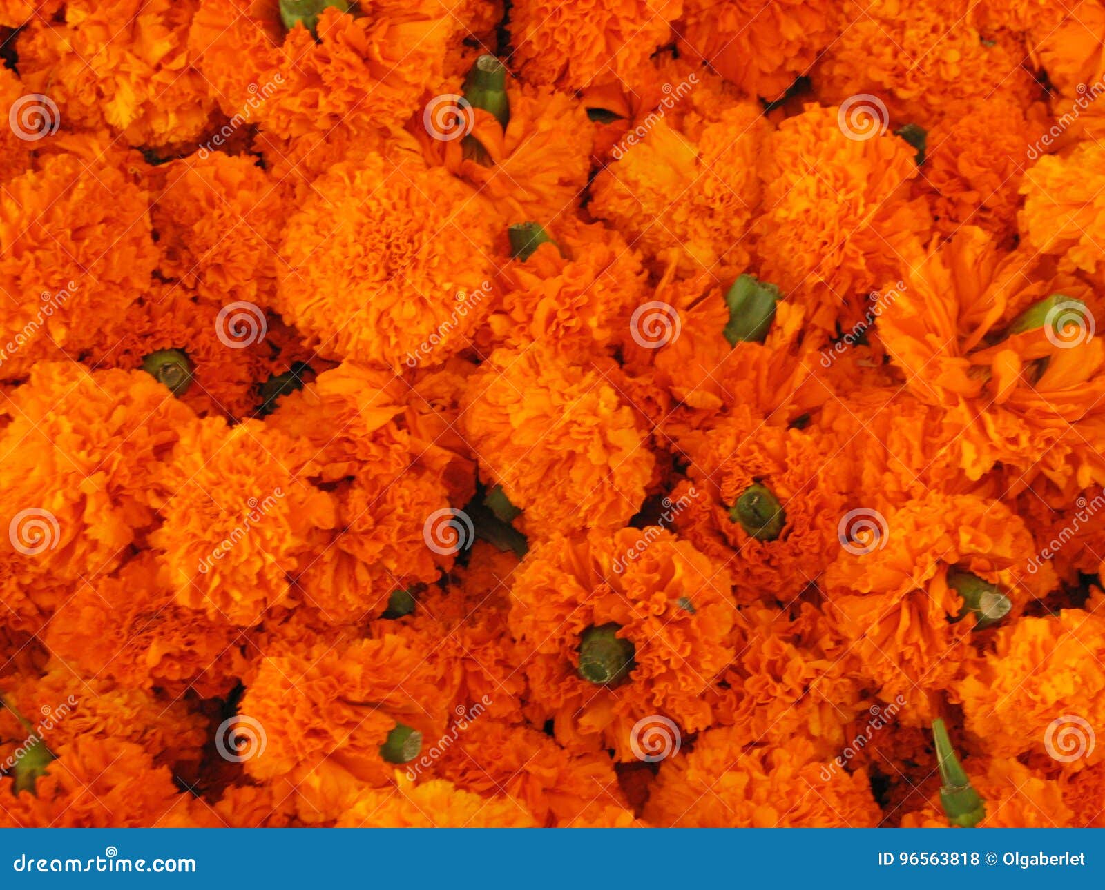 Texture Background. Marigold Stock Photo - Image of flower, closeup ...
