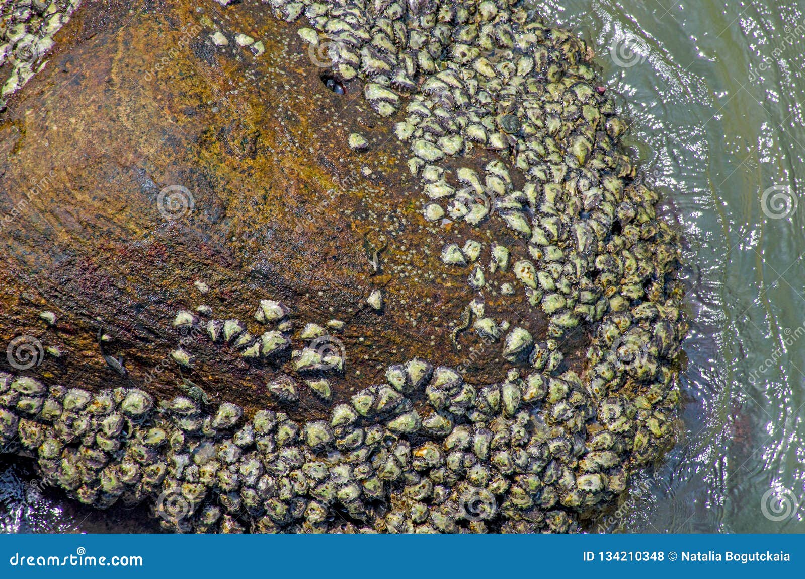 Texture a Background from Natural Material Marine Animals of a Mussel ...