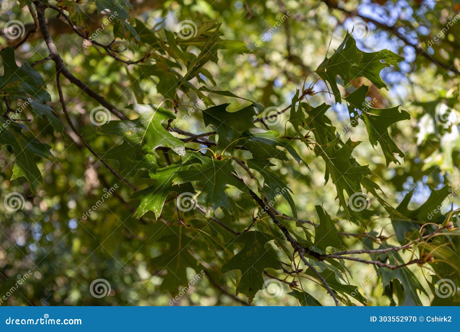 Texture Background of Oak Tree Leaves Stock Photo - Image of frame ...