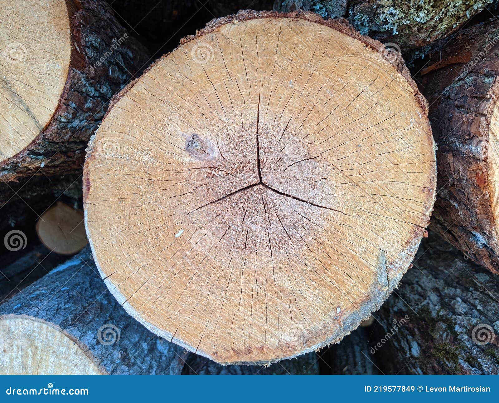 Texture and Background of Old Tree Stump Top View Stock Image - Image ...