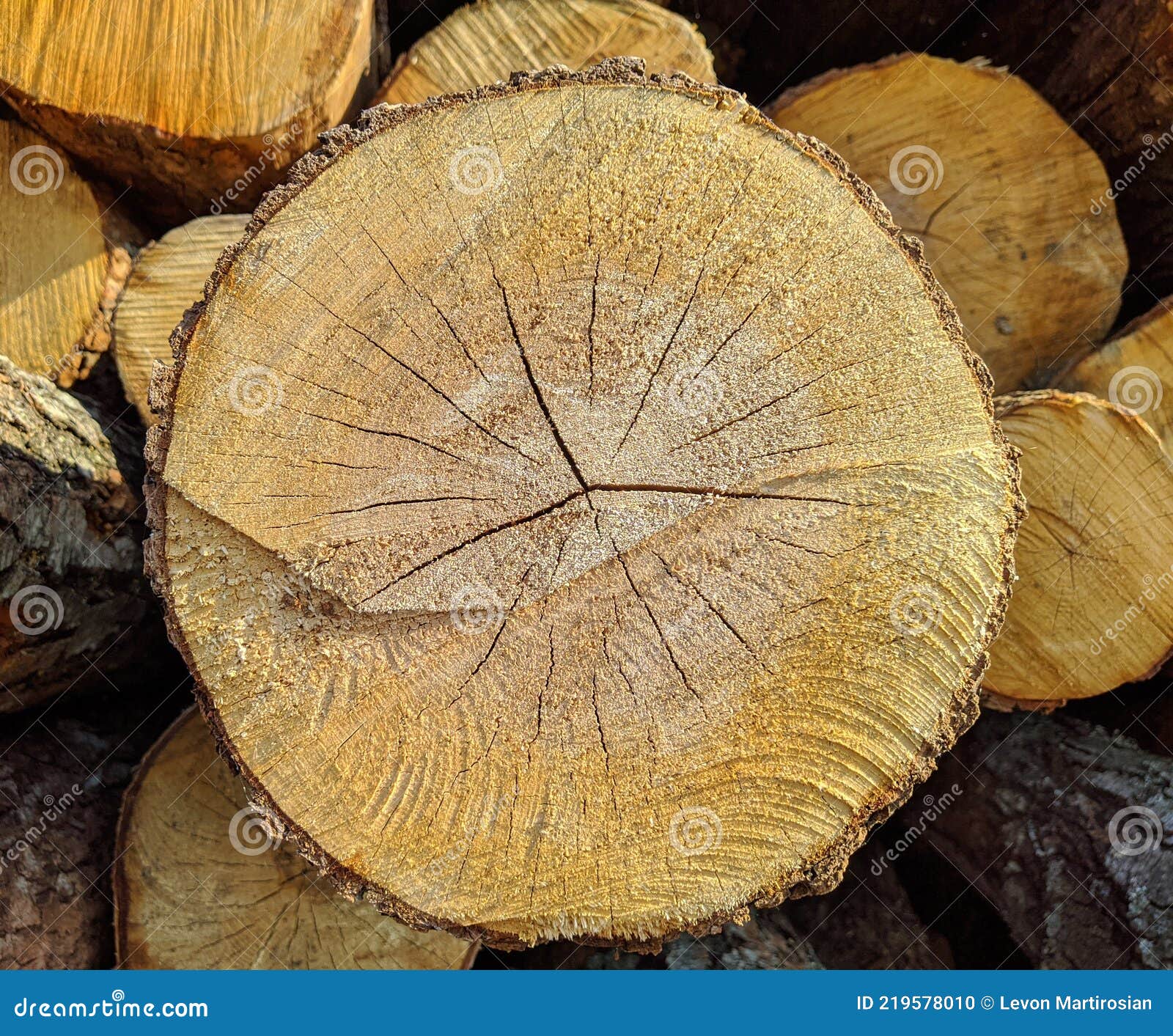 Texture and Background of Old Tree Stump Top View Stock Photo - Image ...