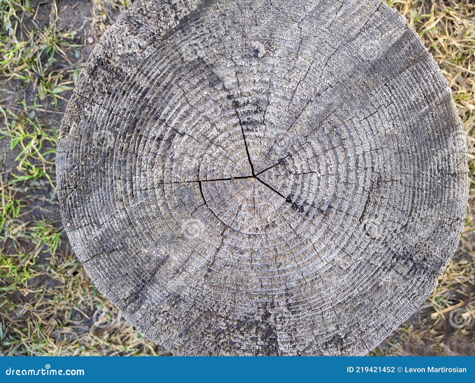 Texture and Background of Old Tree Stump Top View Stock Photo - Image ...