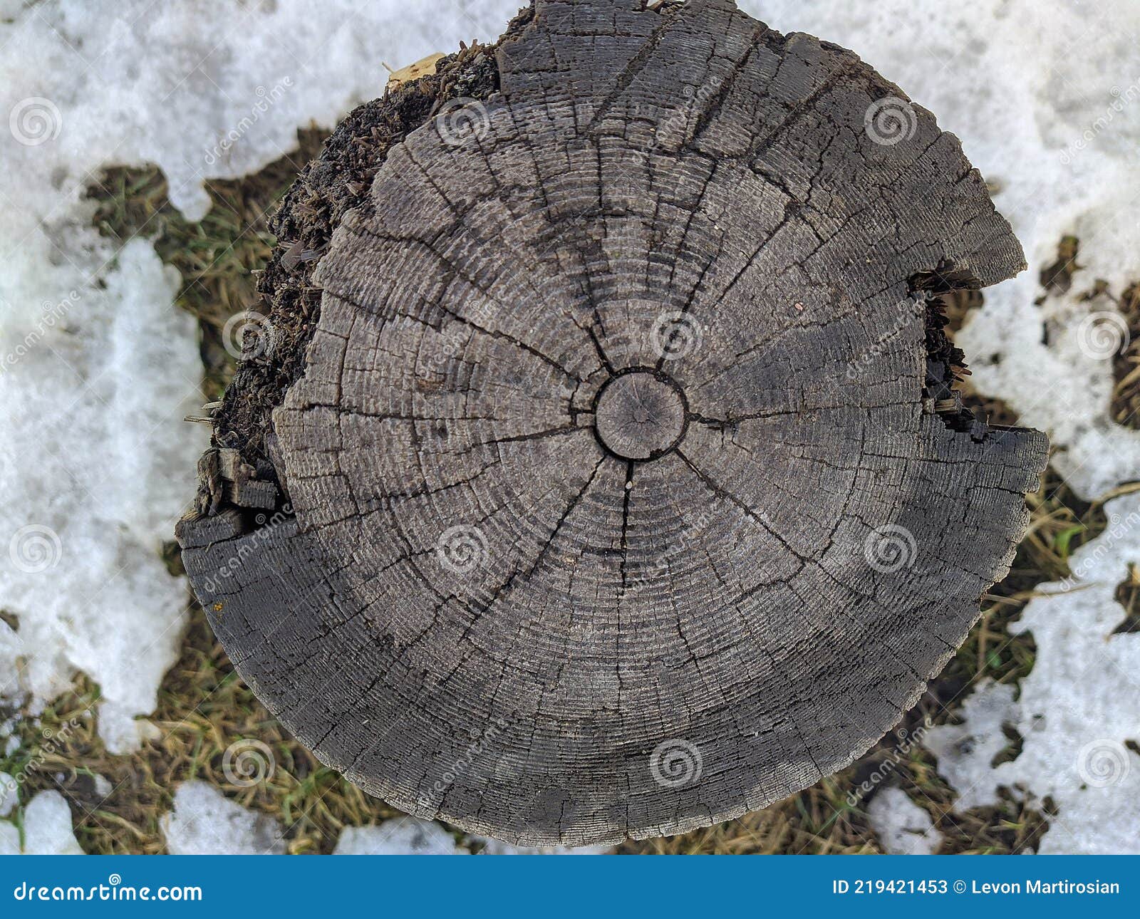 Texture and Background of Old Tree Stump Top View Stock Image - Image ...