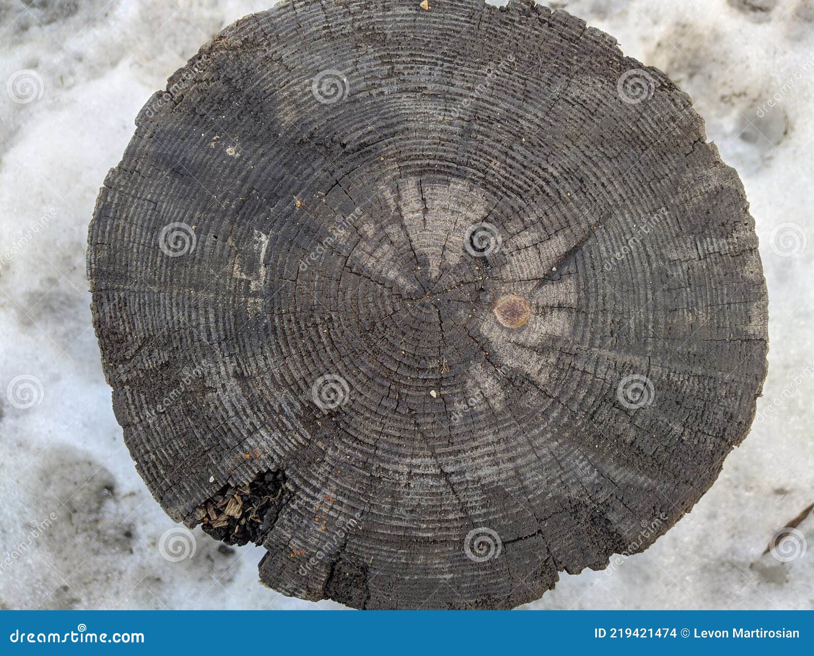 Texture and Background of Old Tree Stump Top View Stock Photo - Image ...