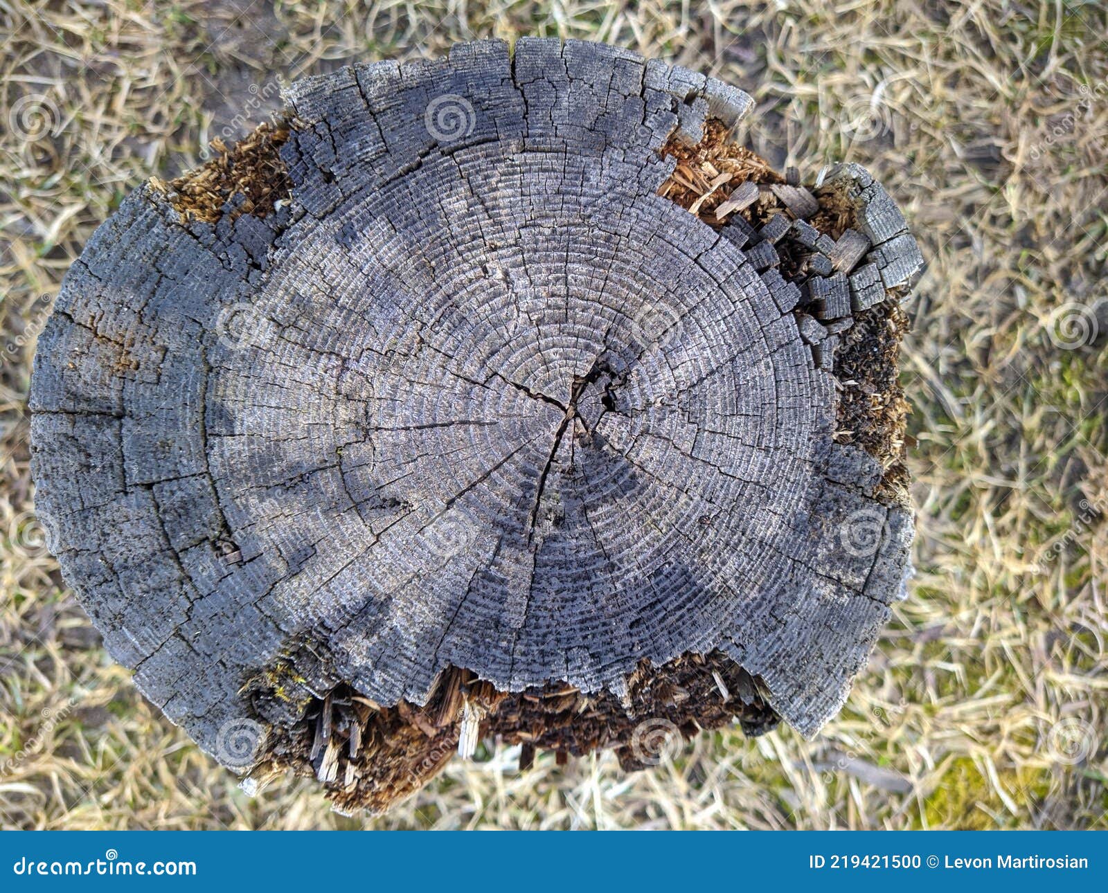 Texture and Background of Old Tree Stump Top View Stock Photo - Image ...