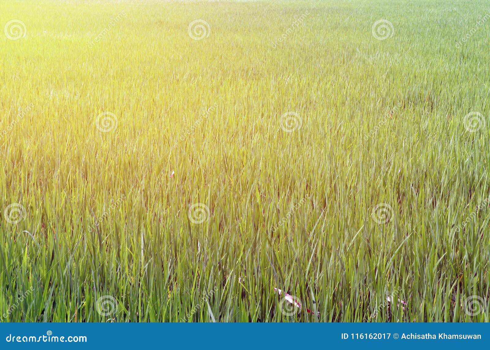 Texture Background of Paddy. Pattern View of the Rice Field with Stock ...