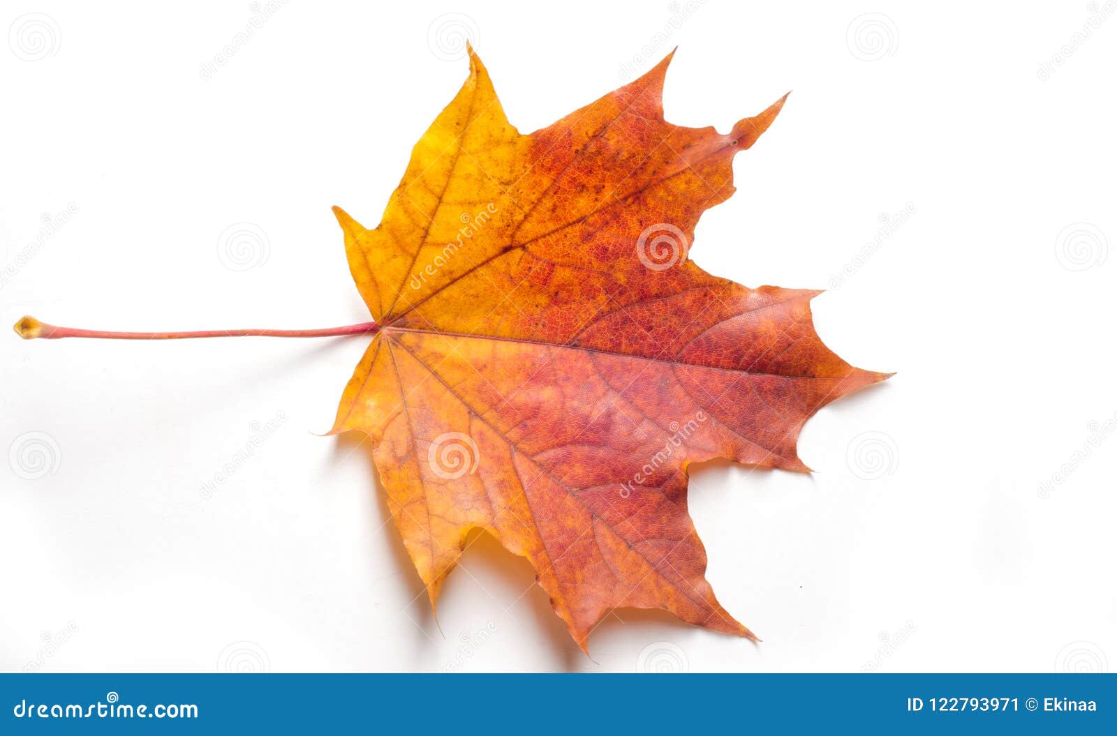 Texture, Background, Pattern. Autumnal Maple Leaf, Clear Colors ...