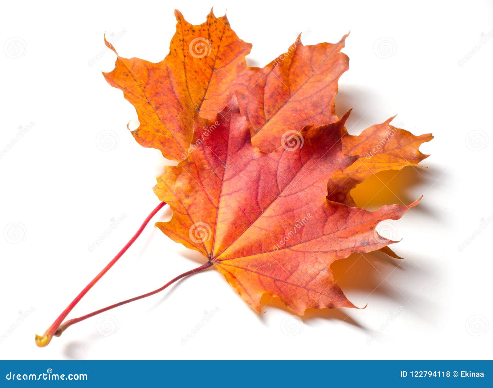 Texture, Background, Pattern. Autumnal Maple Leaf, Clear Colors ...