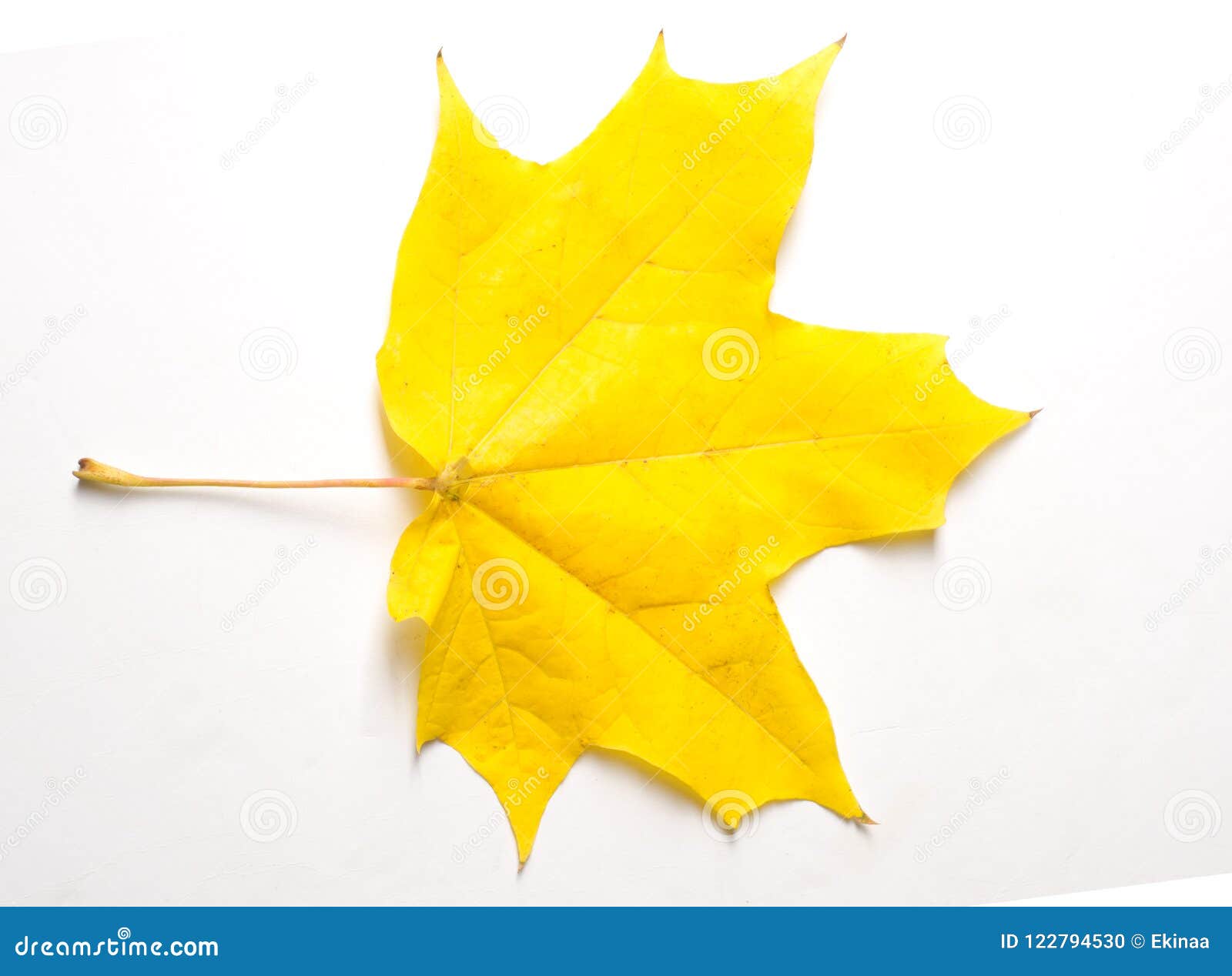 Texture, Background, Pattern. Autumnal Maple Leaf, Clear Colors ...