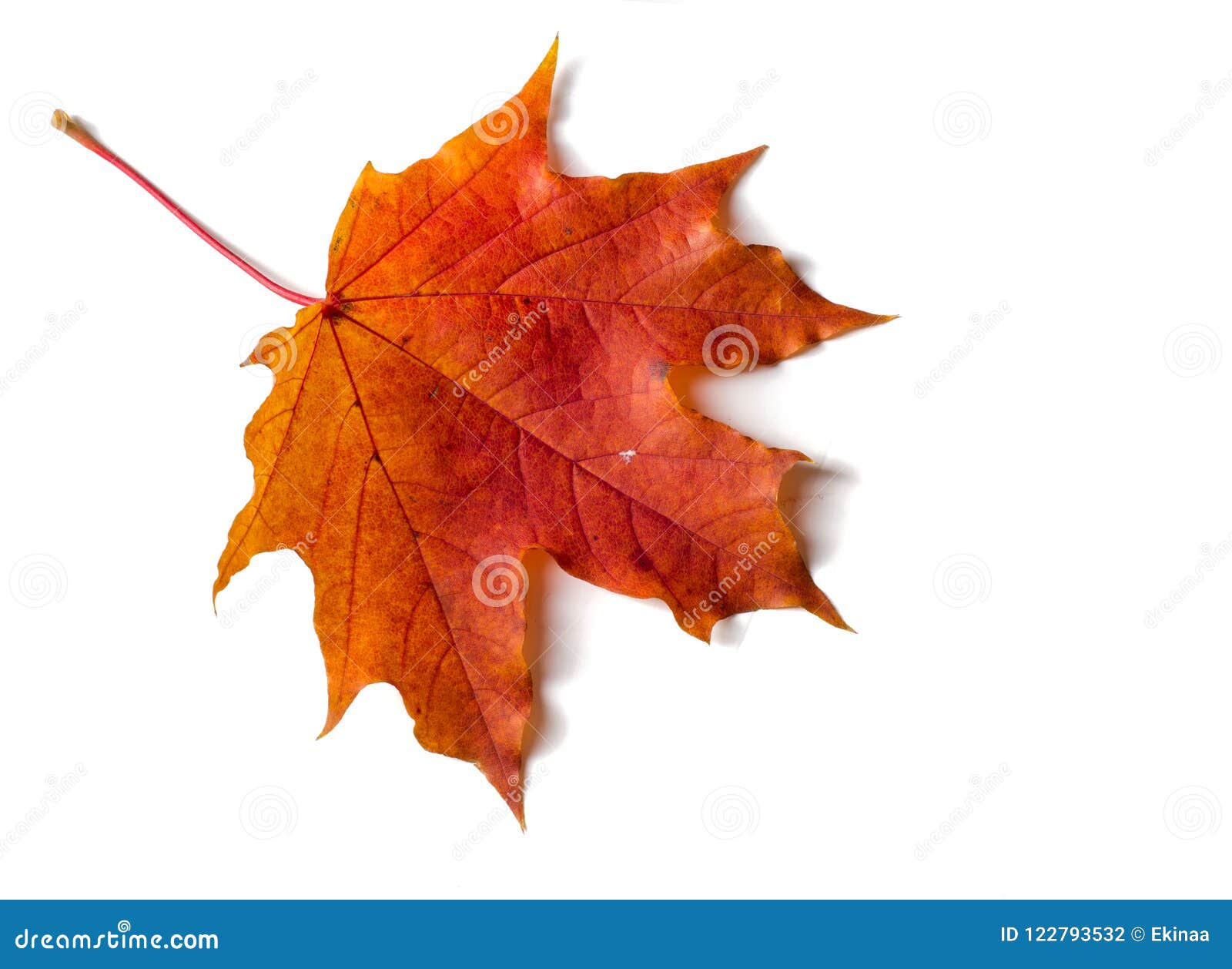 Texture, Background, Pattern. Autumnal Maple Leaf, Clear Colors ...