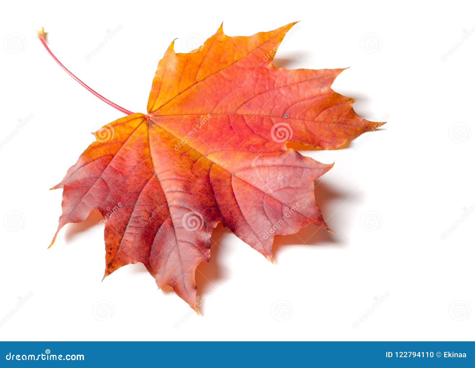 Texture, Background, Pattern. Autumnal Maple Leaf, Clear Colors ...