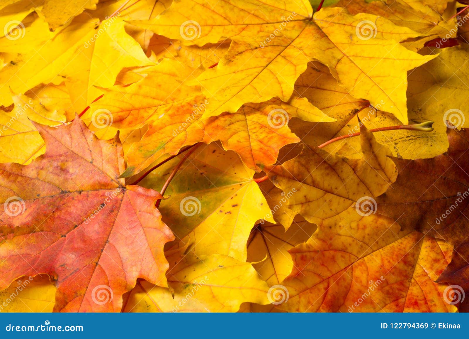 Texture, Background, Pattern. Autumnal Maple Leaf, Clear Colors ...