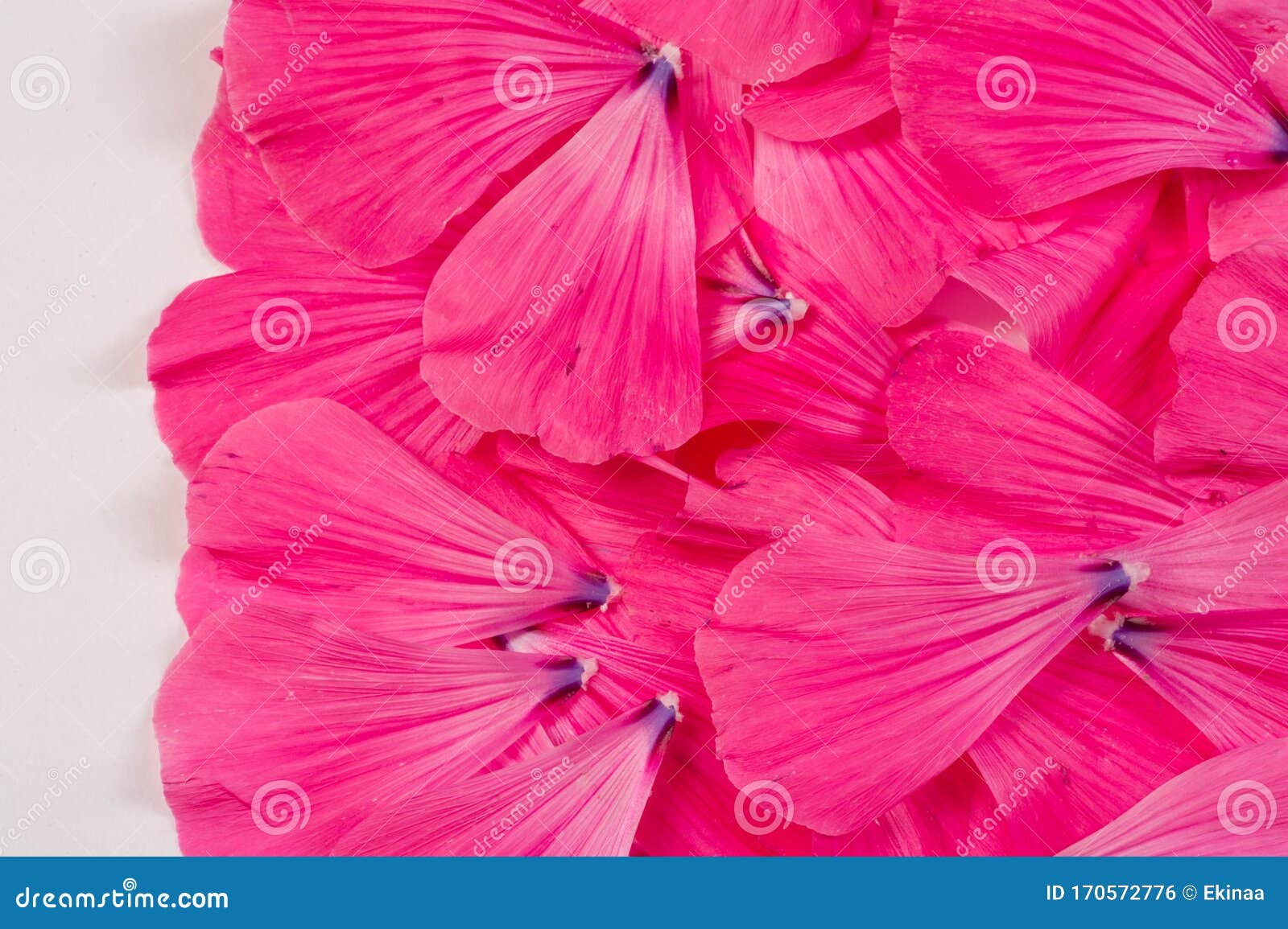 Texture Background. Pattern. Flower Petals Stock Photo - Image of ...