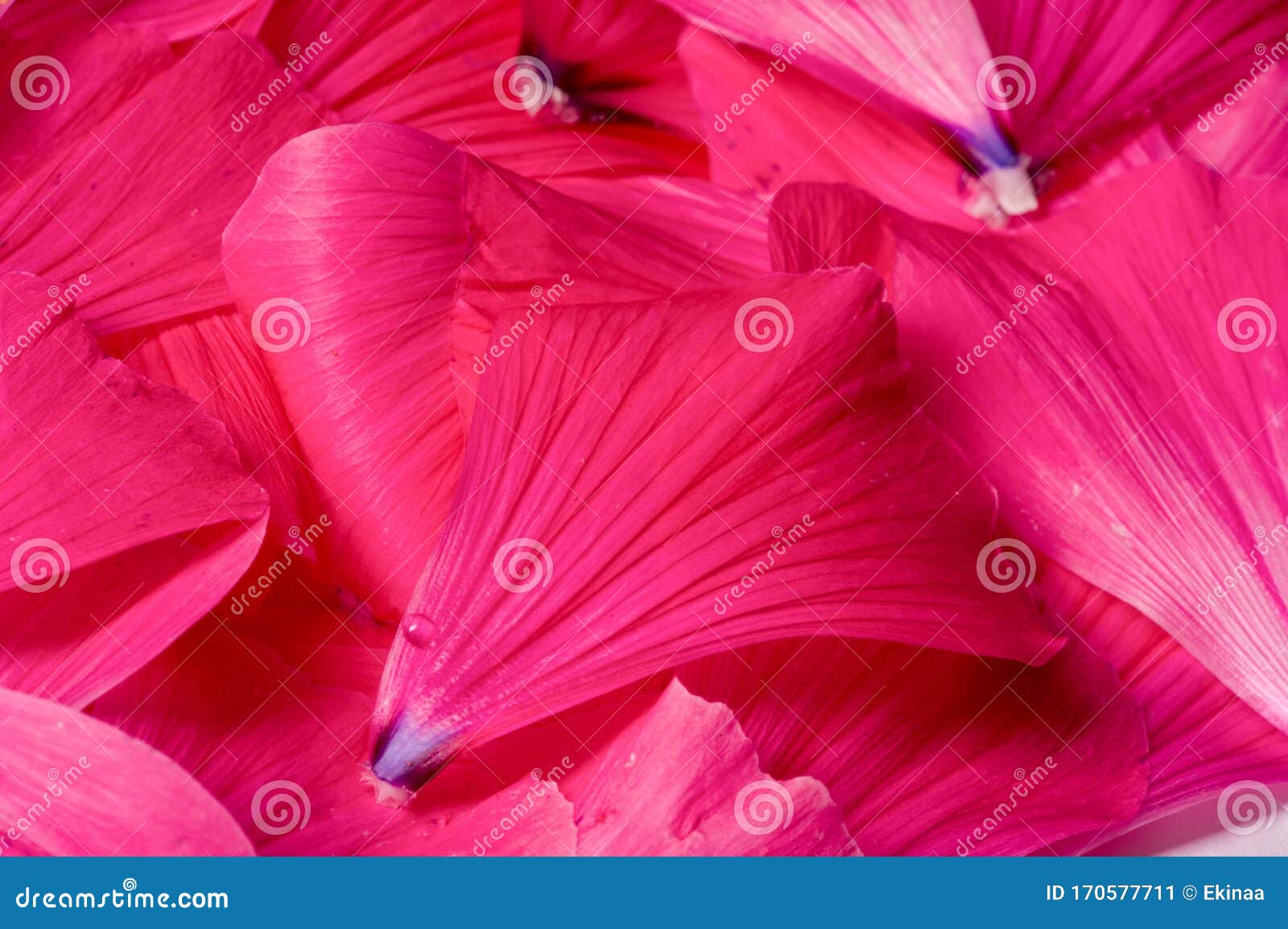 Texture Background. Pattern. Flower Petals Stock Image - Image of ...