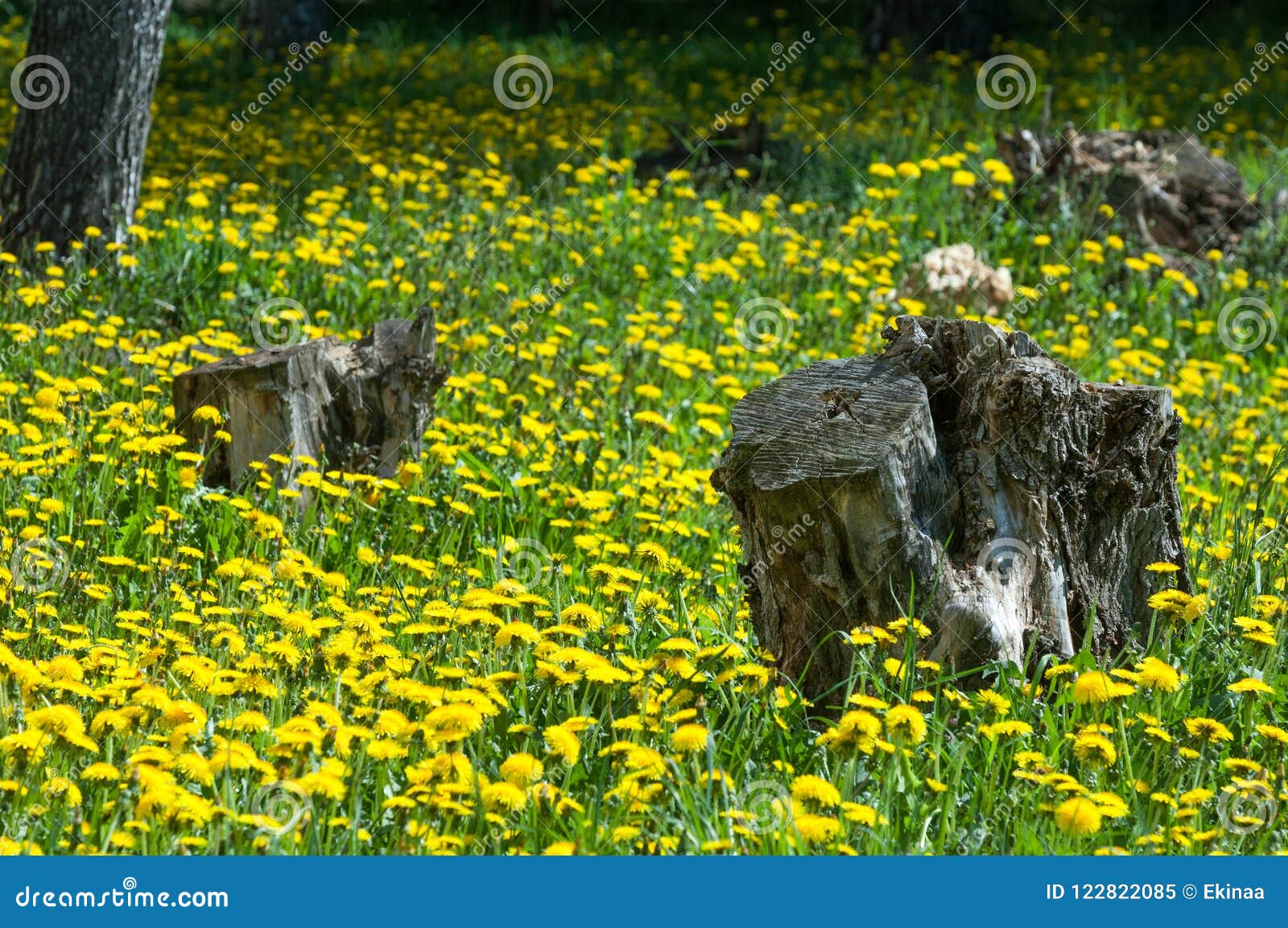 Texture, Background, Pattern. Landscape Spring Stock Image - Image of ...