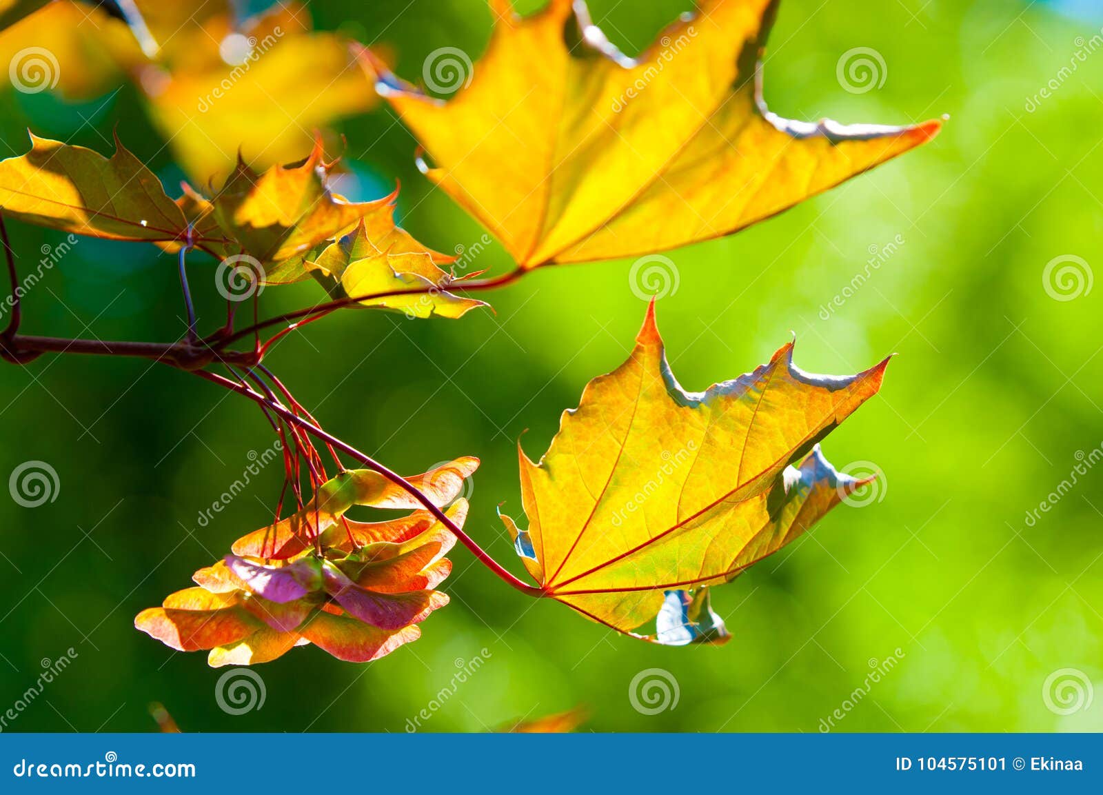 Texture, Background, Pattern. Leaves Seeds of a Red Maple Branch Stock ...