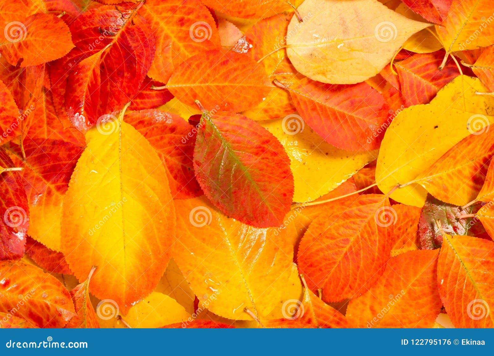 Texture, Background, Pattern. Multi-colored Leaves of Autumn on Stock ...
