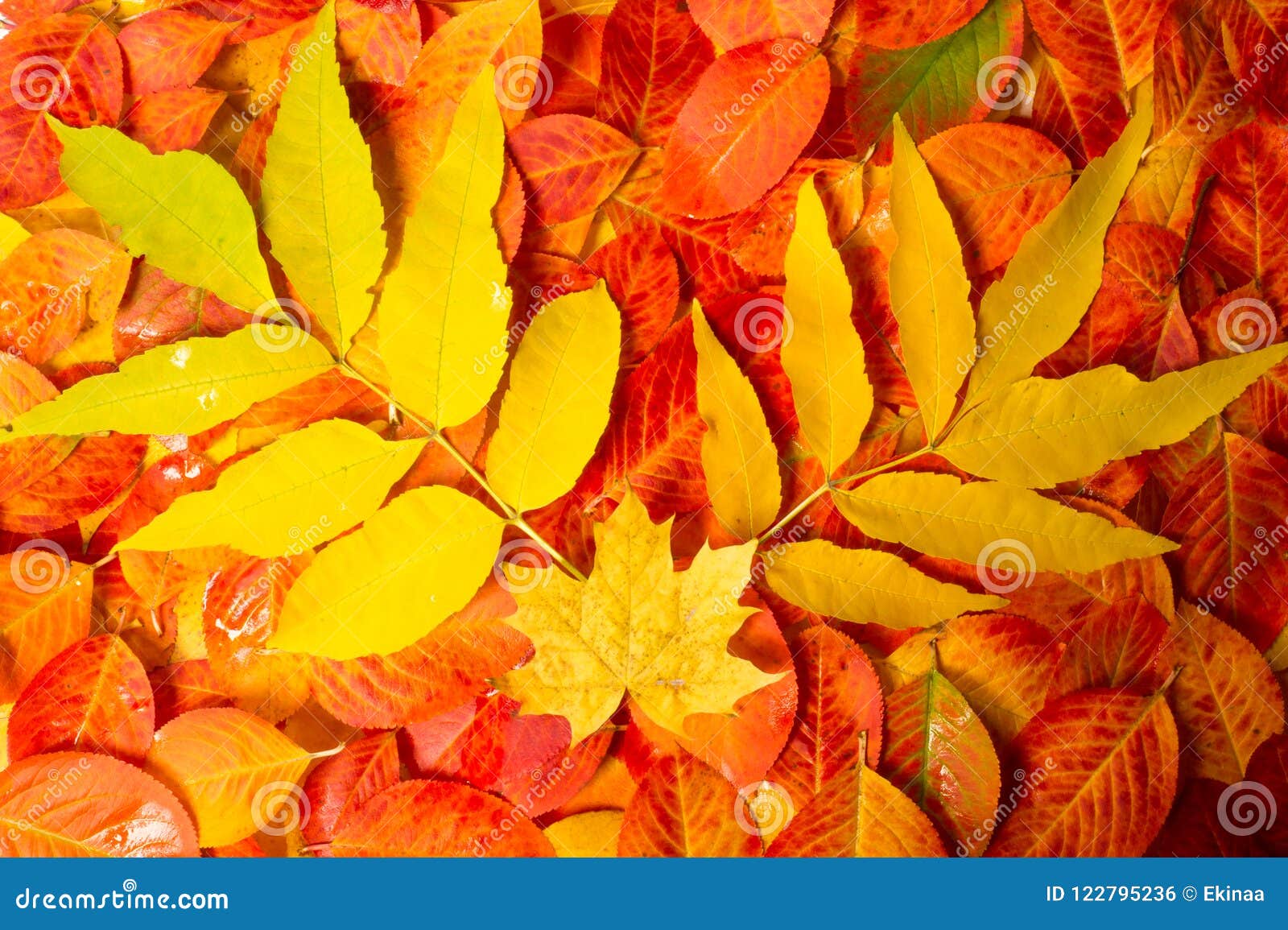 Texture, Background, Pattern. Multi-colored Leaves of Autumn on Stock ...