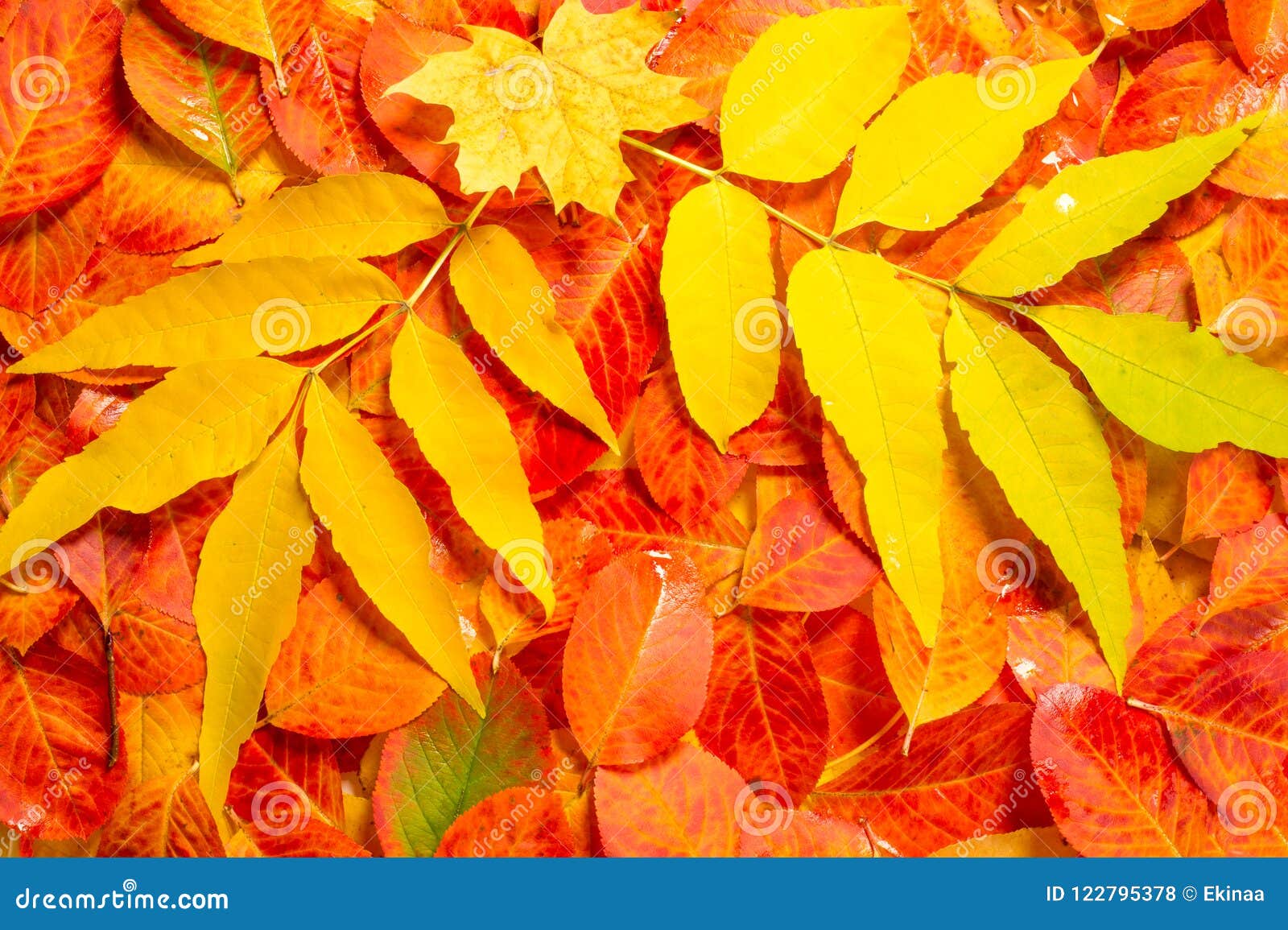 Texture, Background, Pattern. Multi-colored Leaves of Autumn on Stock ...