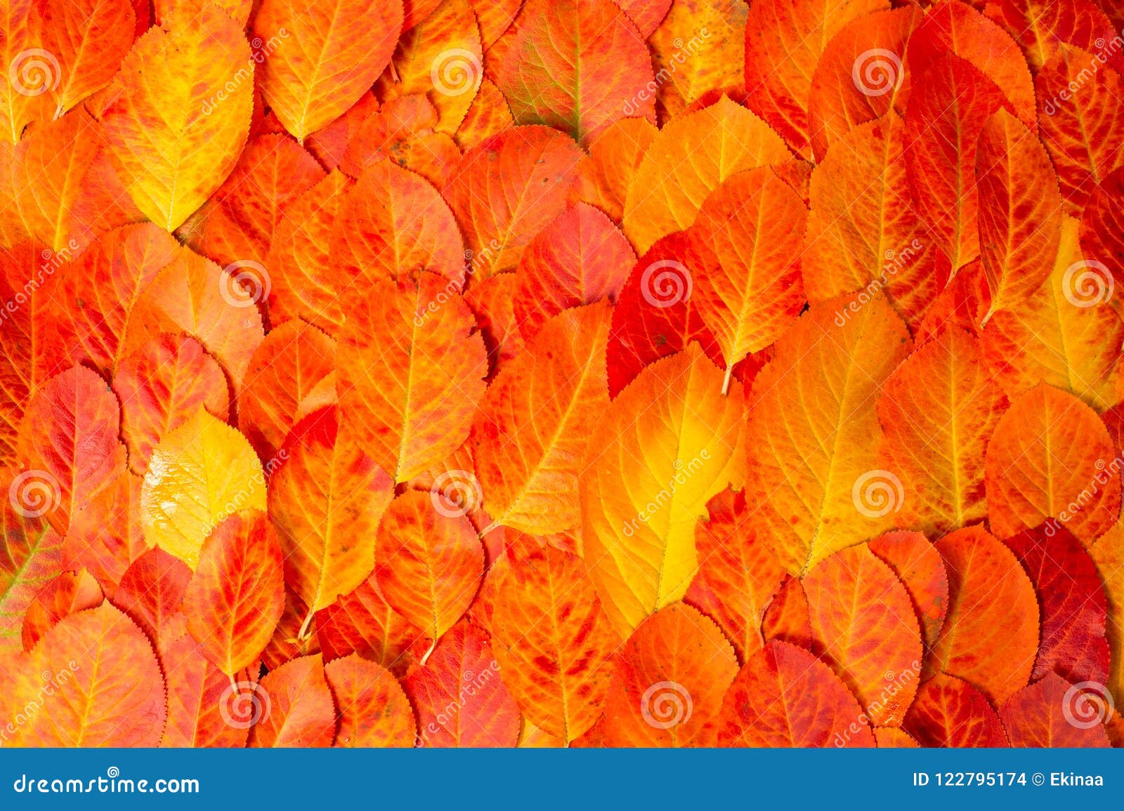 Texture, Background, Pattern. Red Leaves. Autumn Coloring Stock Photo ...