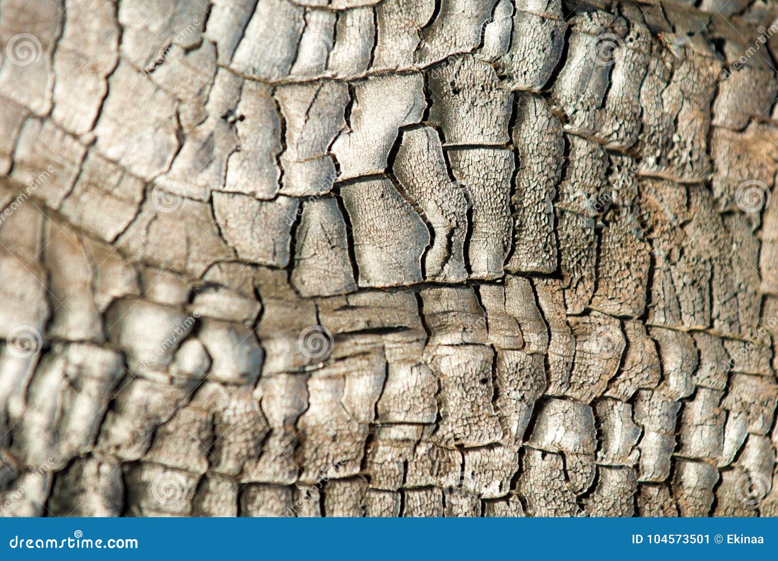 Texture, Background, Pattern. the Tree is Charred Stock Image - Image ...