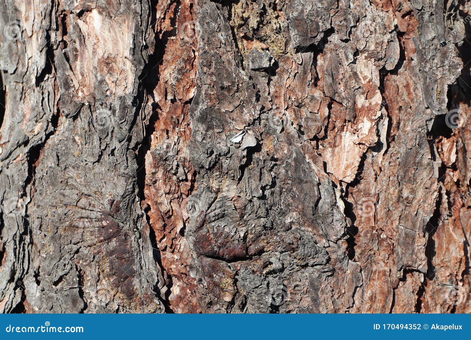 Texture for Background of Pine Bark in Brown Tones. Wood Tree for ...