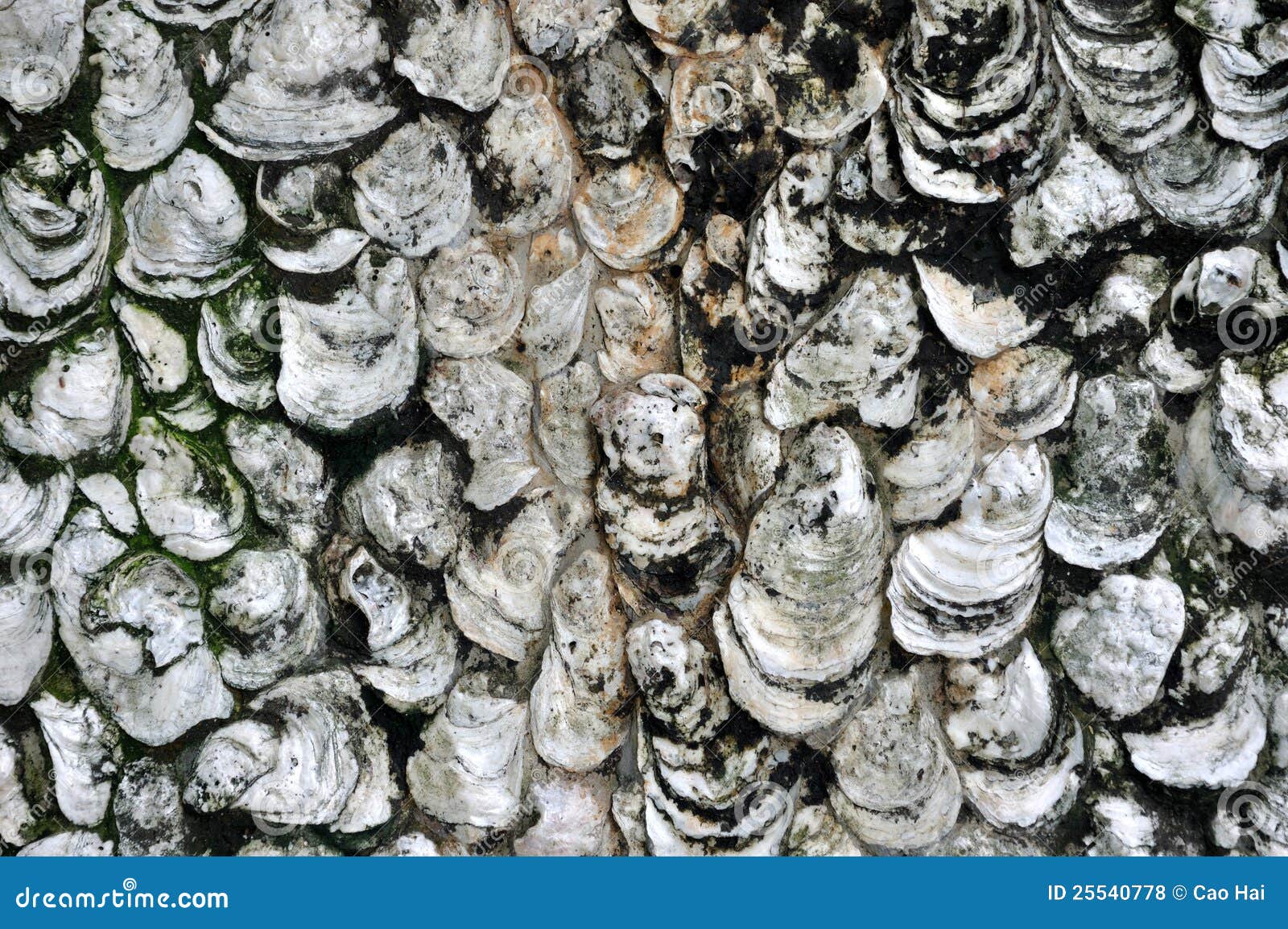 Texture and Background of Shell Stock Photo - Image of texture, compose ...