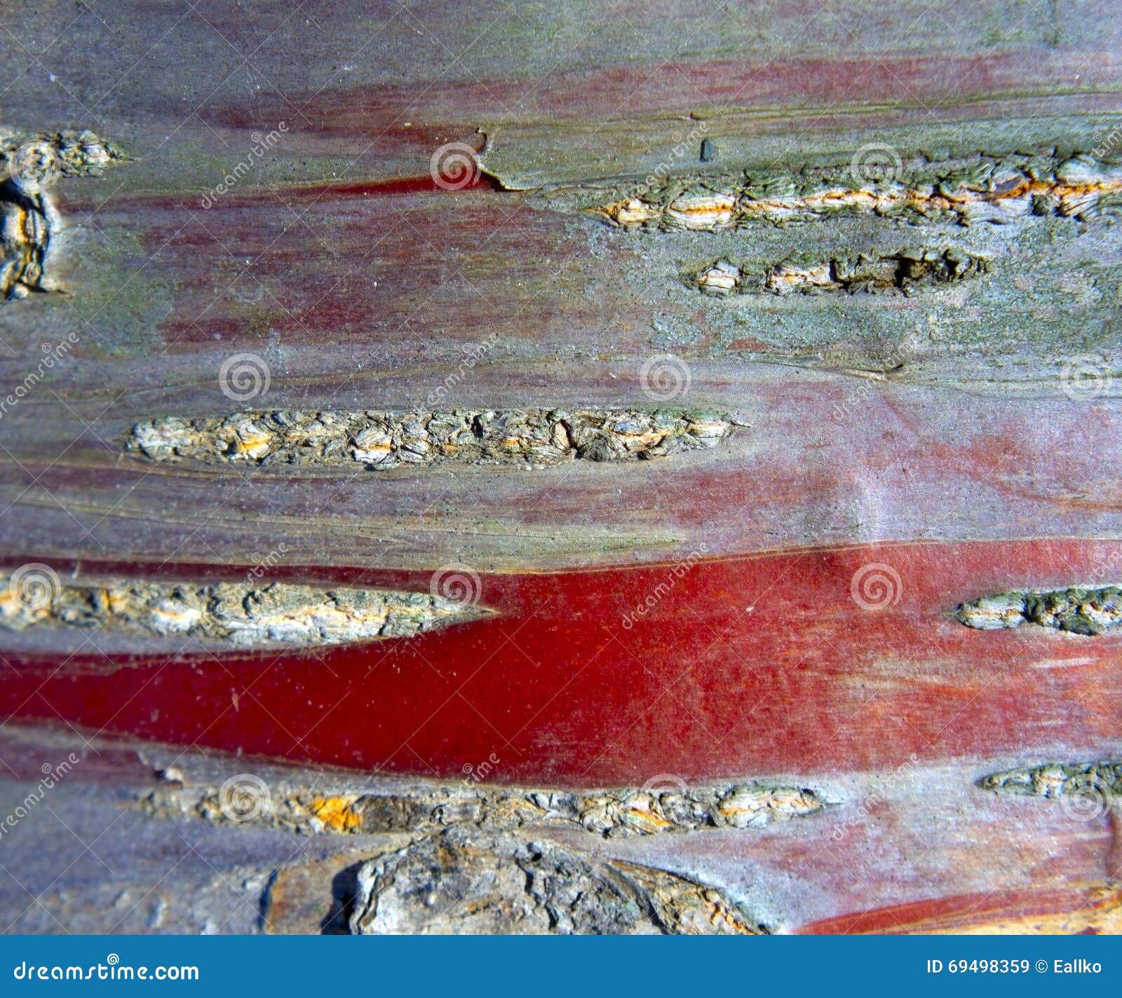 Texture, Background of the Smooth Tree Bark Stock Image - Image of ...