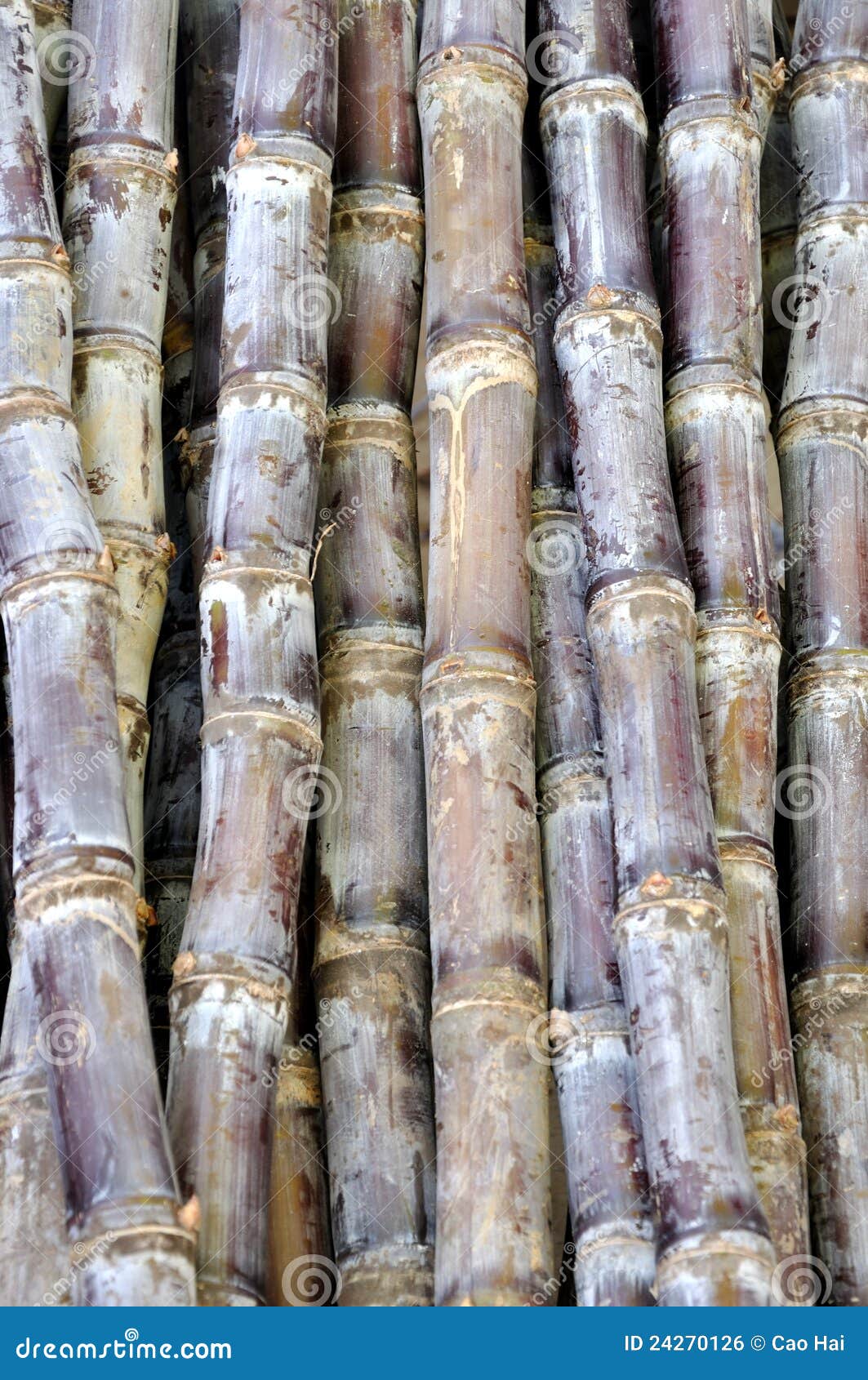 Texture and Background of Sugarcane Stock Photo - Image of segment ...
