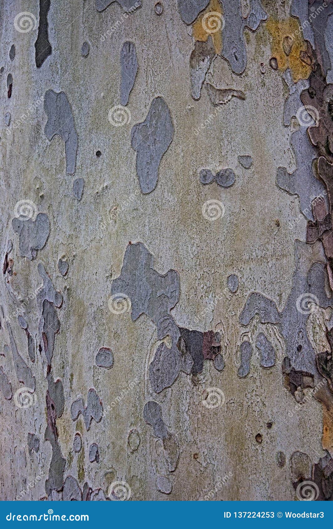 Texture and Background of the Tree Sycamore. Stock Image - Image of ...
