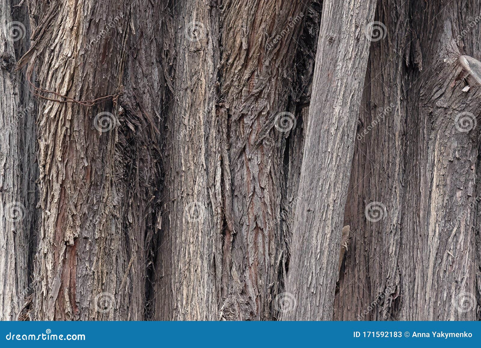 Texture Background of Tree Trunk Bark.Fragment of Narrow Trunks Stock ...