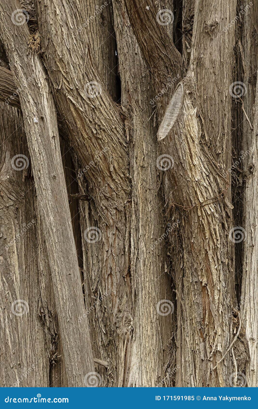 Texture Background of Tree Trunk Bark.Fragment of Narrow Trunks Stock ...