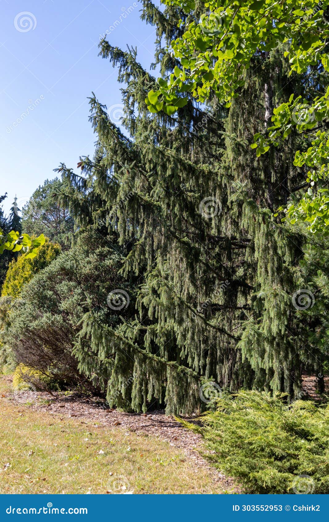 Texture Background of Weeping Spruce Tree Branches Stock Image - Image ...