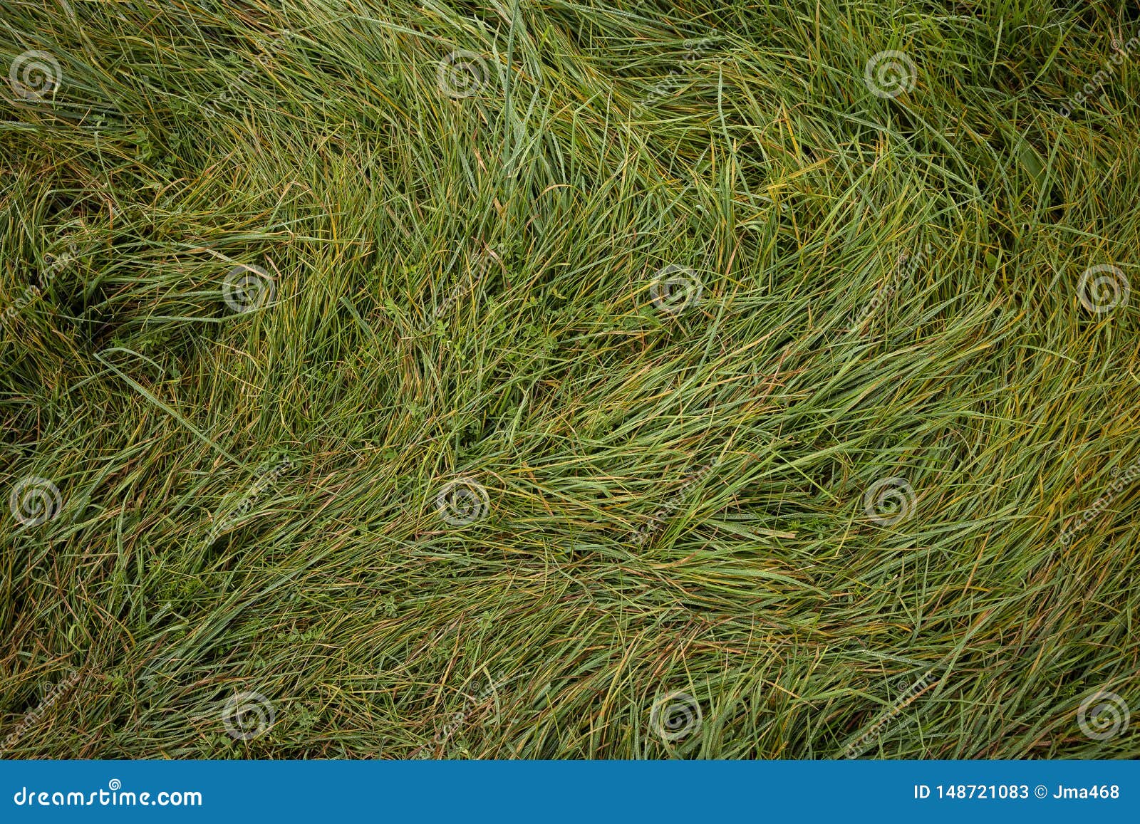 stock image. Image of park, evergreen, nature, countryside - 148721083