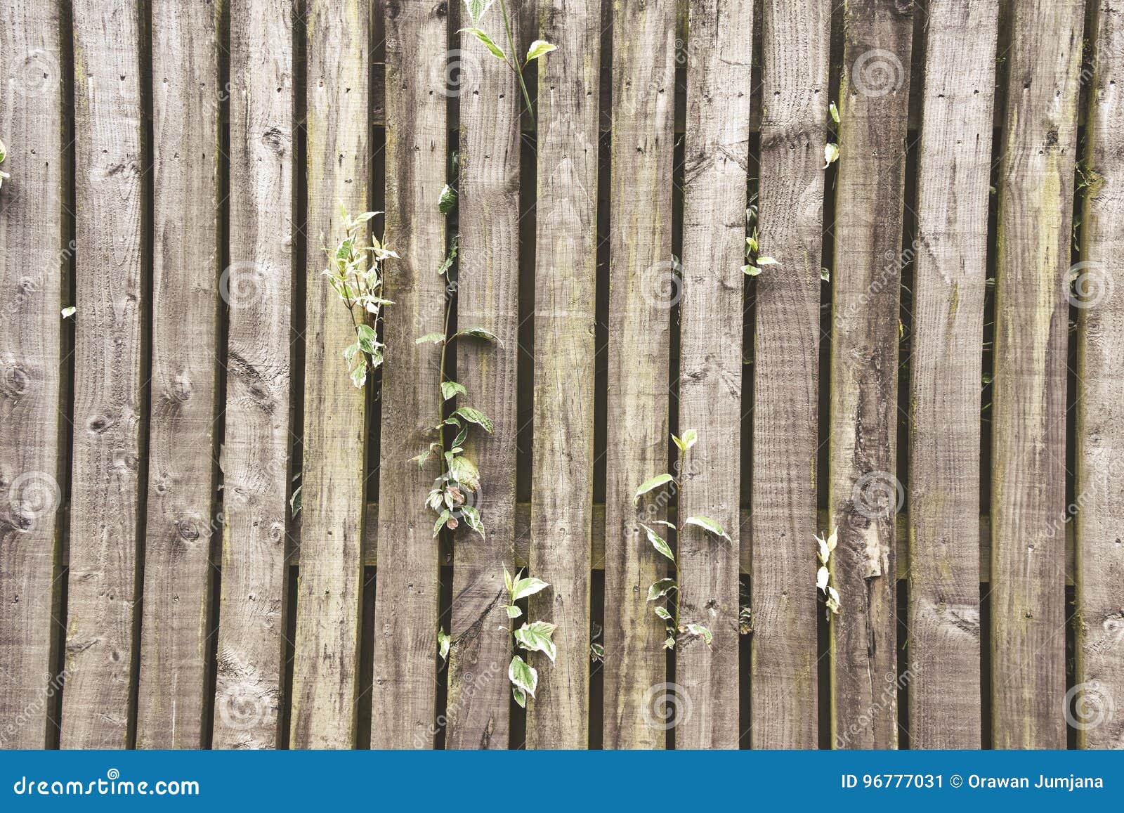 Texture background stock image. Image of tree, background - 96777031