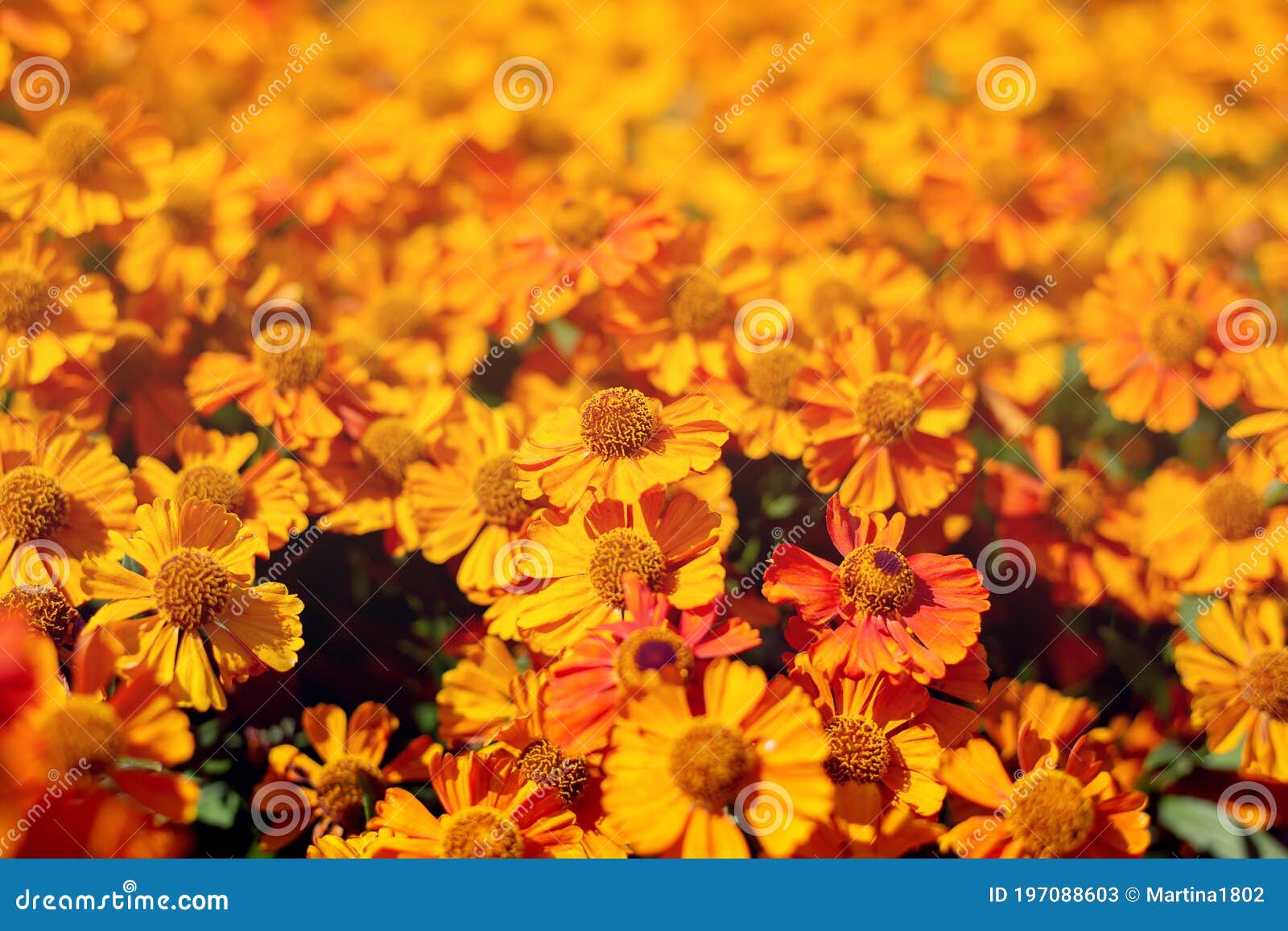 Background of Yellow Flowers Stock Image - Image of season, nature ...