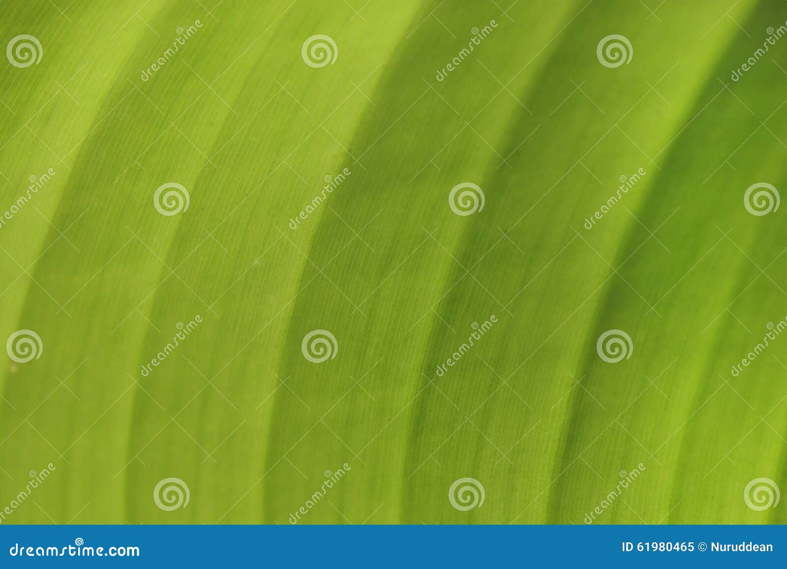 Texture of Backlight Fresh Green Leaf. Stock Image - Image of forest ...