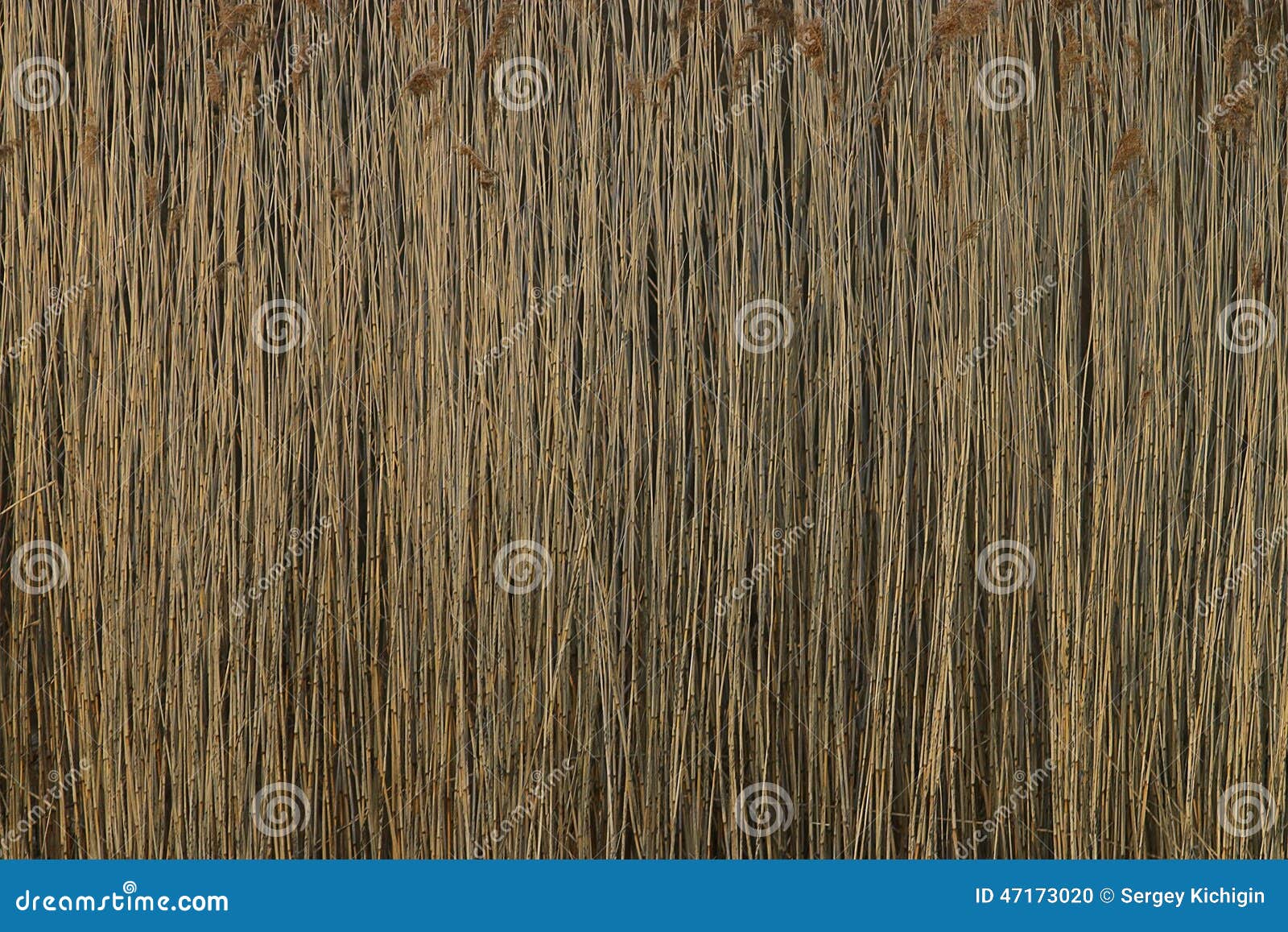 Bamboo Cane Texture Stock Image | CartoonDealer.com #41897065
