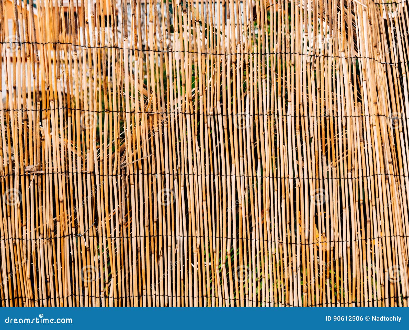 Texture of Bamboo. Thin Sticks. Dry Bamboo Stock Photo - Image of fence ...
