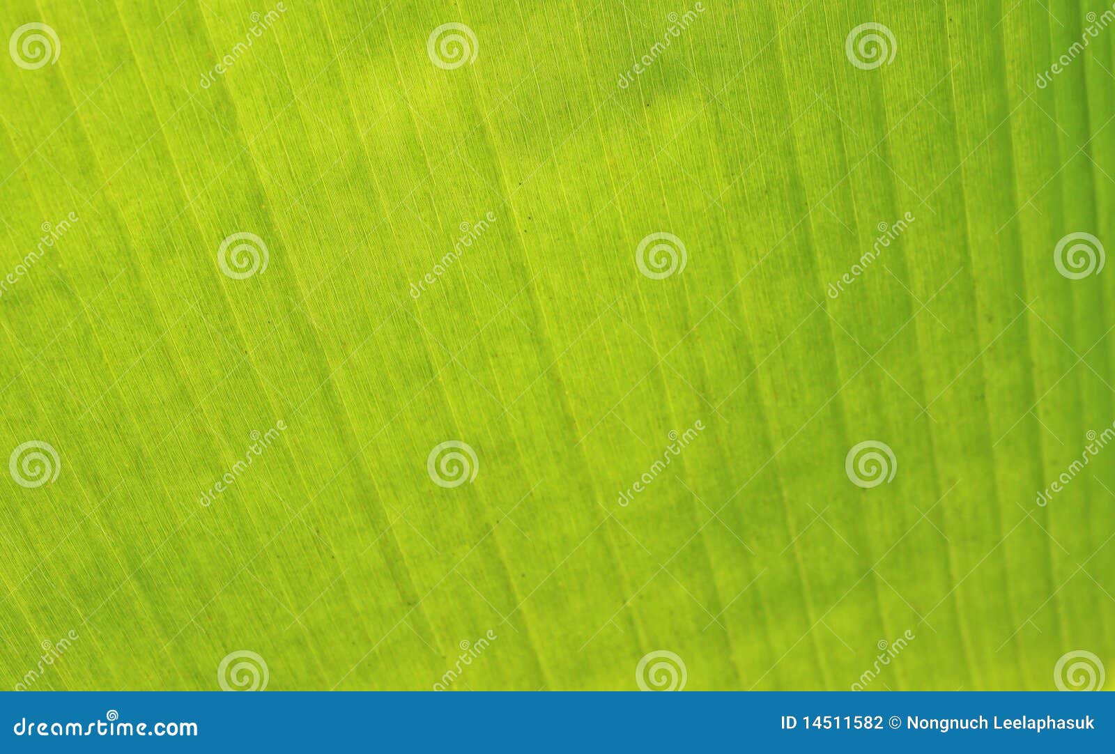 Texture of banana leaf stock photo. Image of sunlight - 14511582