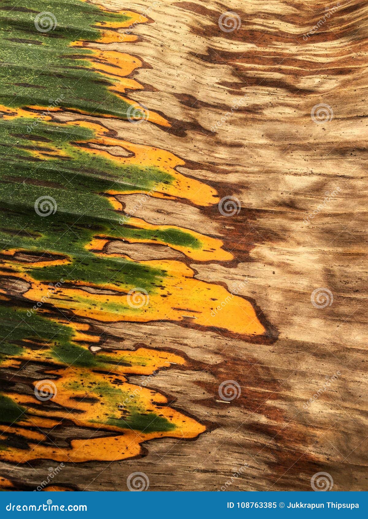 Texture on Banana Leaf from Banana Tree. Stock Image - Image of growth ...
