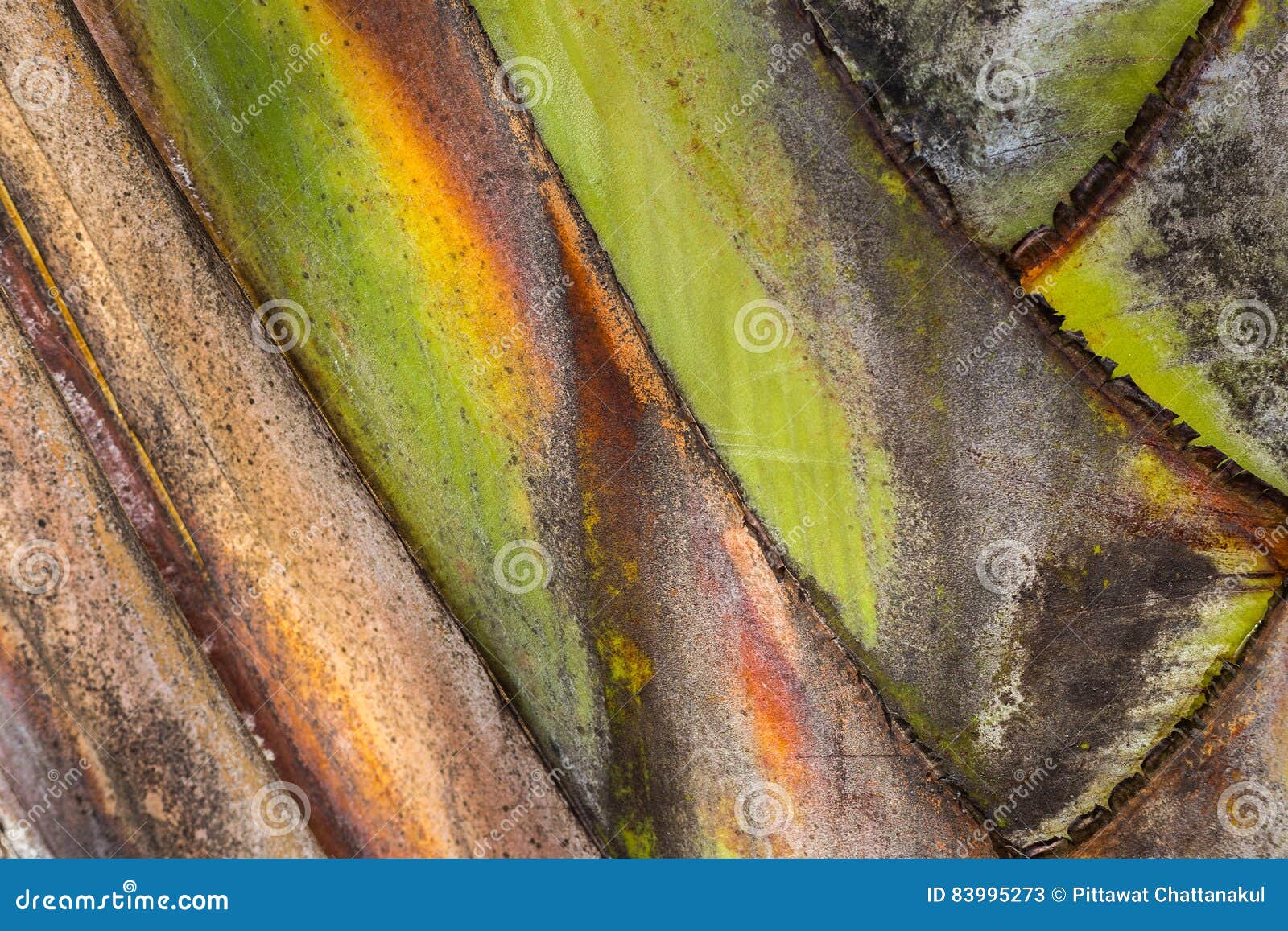 Texture of banana tree. stock image. Image of nature - 83995273