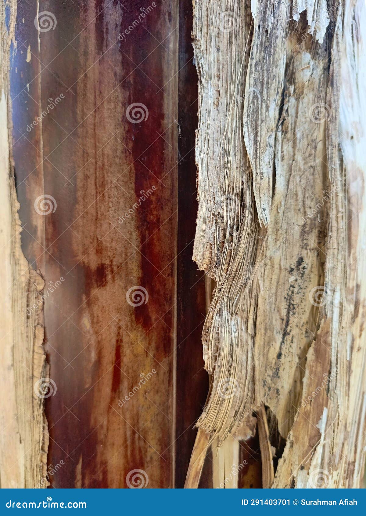 Texture of Banana Tree Trunk Stock Image - Image of farm, environment ...