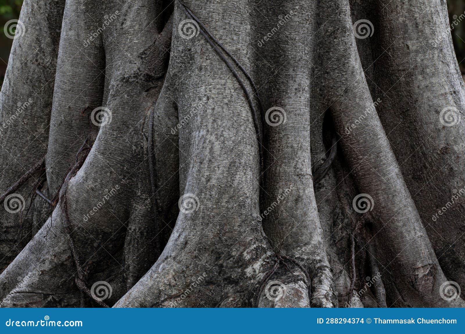 Texture Banyan or Ficus for Background Stock Photo - Image of material ...