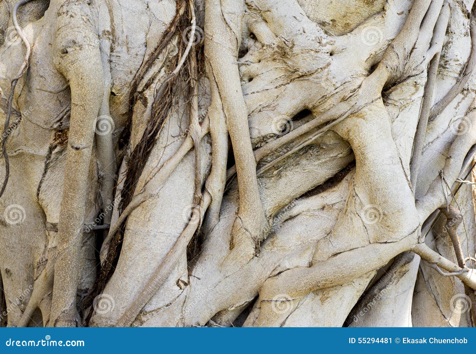 Texture of banyan tree stock image. Image of texture - 55294481