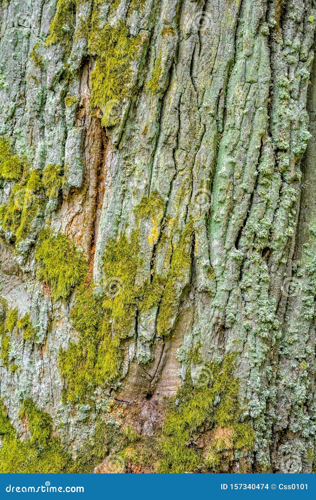 Texture of Bark of Ancient Mighty Oak Tree Trunk with Moss and Lichen ...