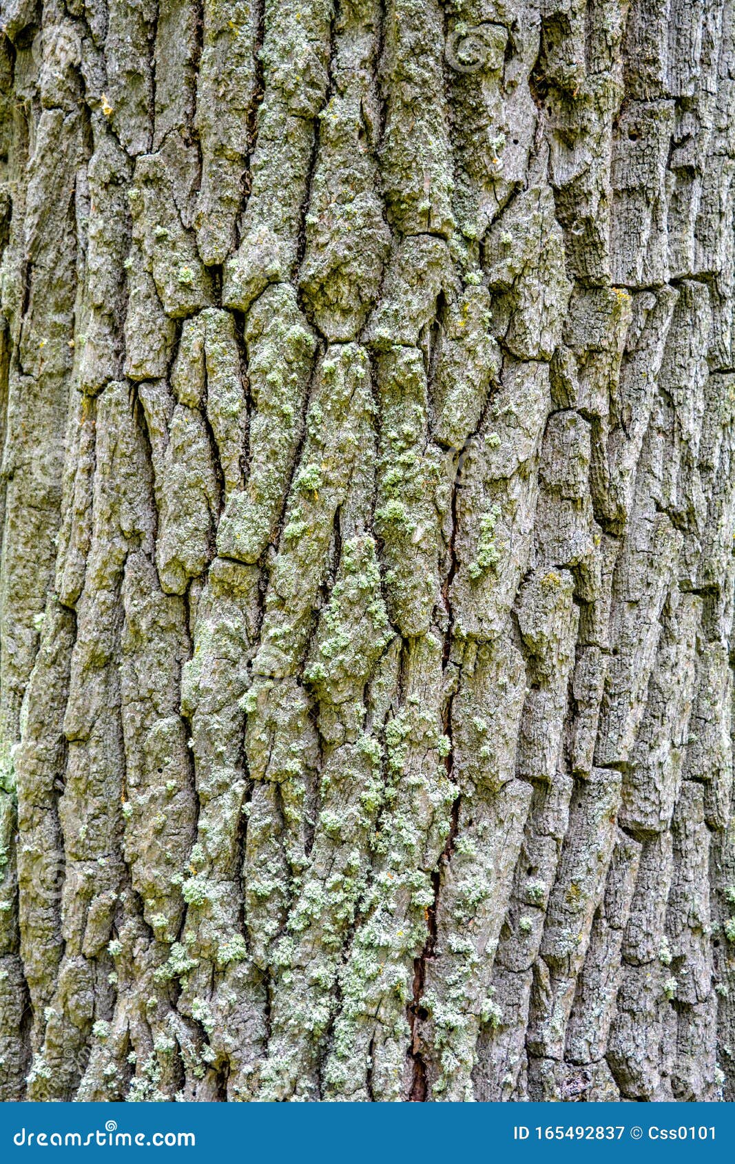 Texture of Bark of Ancient Mighty Oak Tree Trunk with Moss and Lichen ...