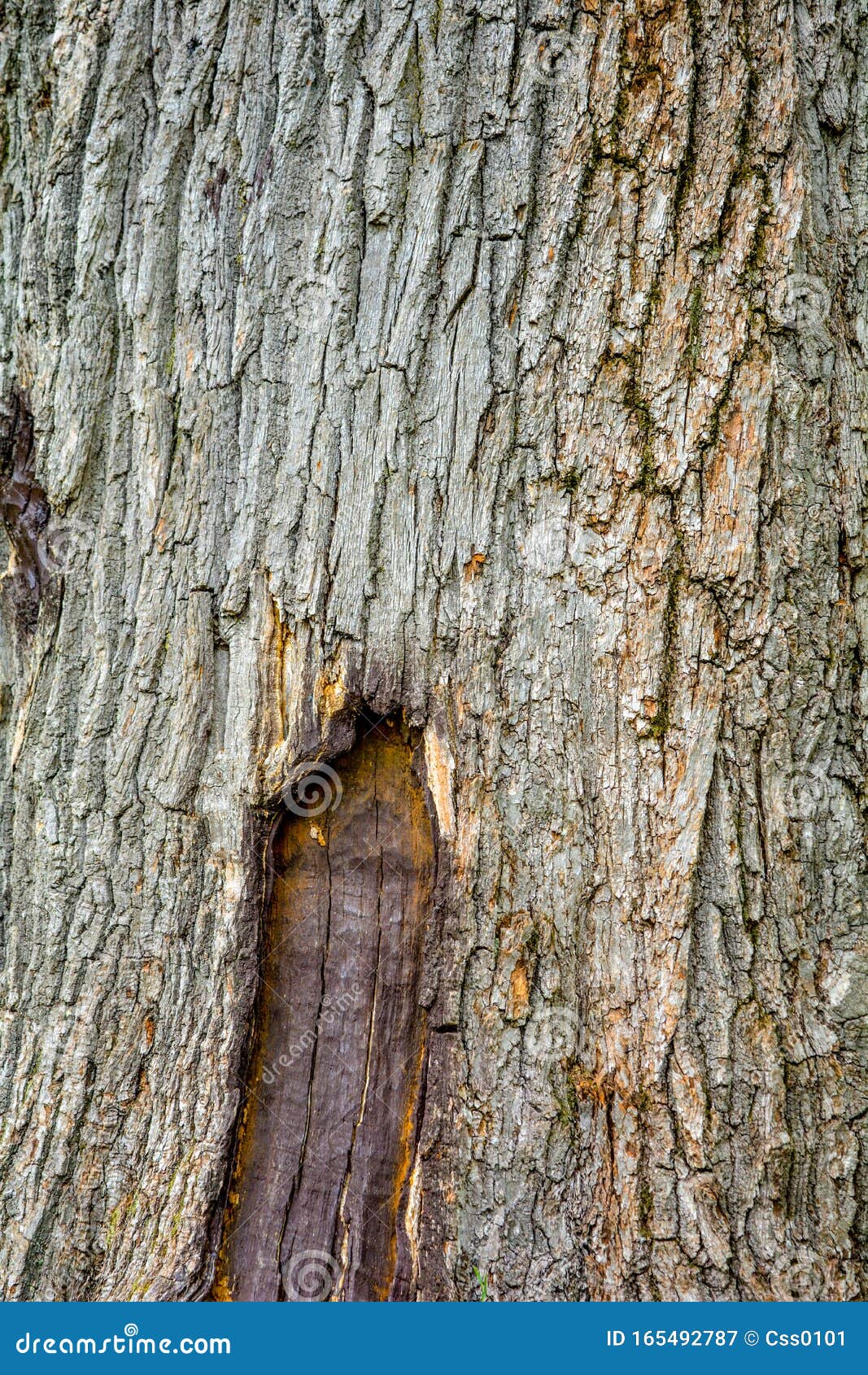Texture of Bark of Ancient Mighty Oak Tree Trunk with Moss and Lichen ...