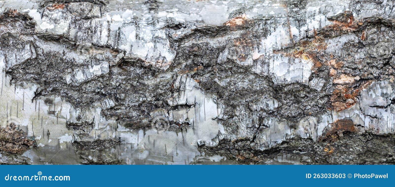 Texture of the Bark of Birch. Panoramic Photo of the Birch Texture ...